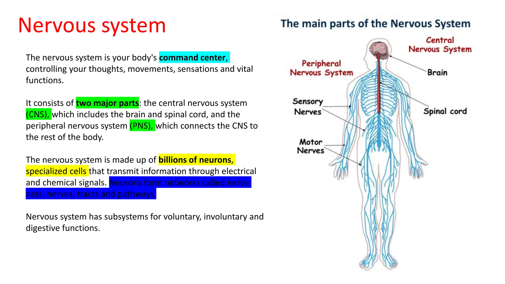 Terminology.pptx | Brain and Nervous System Disorders | Diseases and ...