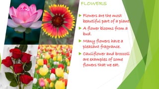 CLASS 3 Plant fairy.pdf