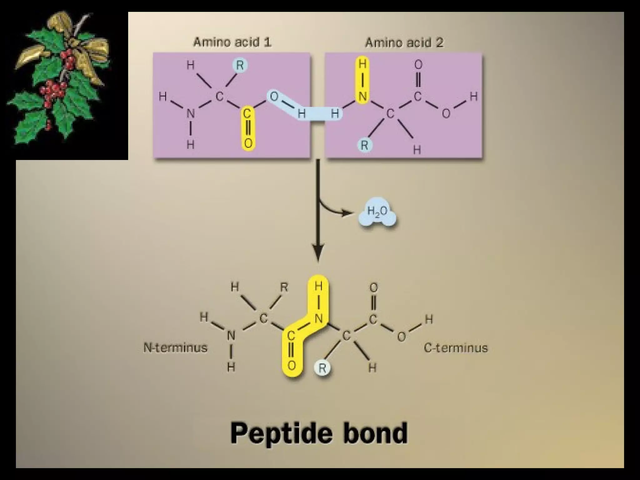 Class 3 protein reactions and biopeptides | PPT