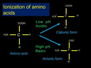 Class 3 protein reactions and biopeptides | PPT