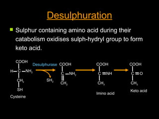 Class 3 protein reactions and biopeptides | PPT