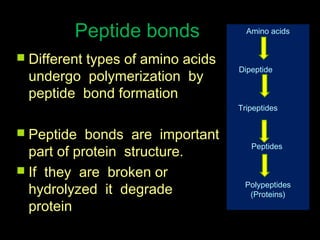 Class 3 protein reactions and biopeptides | PPT
