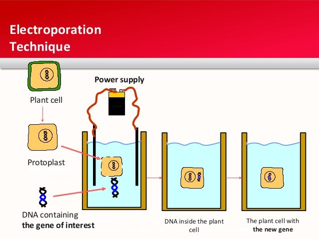 Methods of Gene Transfer