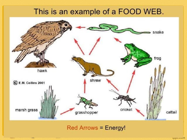 Food Chain/ Food Web | PPT