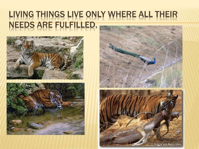 The Inter-relationships between Living Things | PPTX