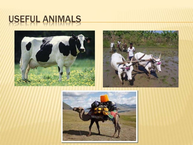 The Inter-relationships between Living Things | PPTX