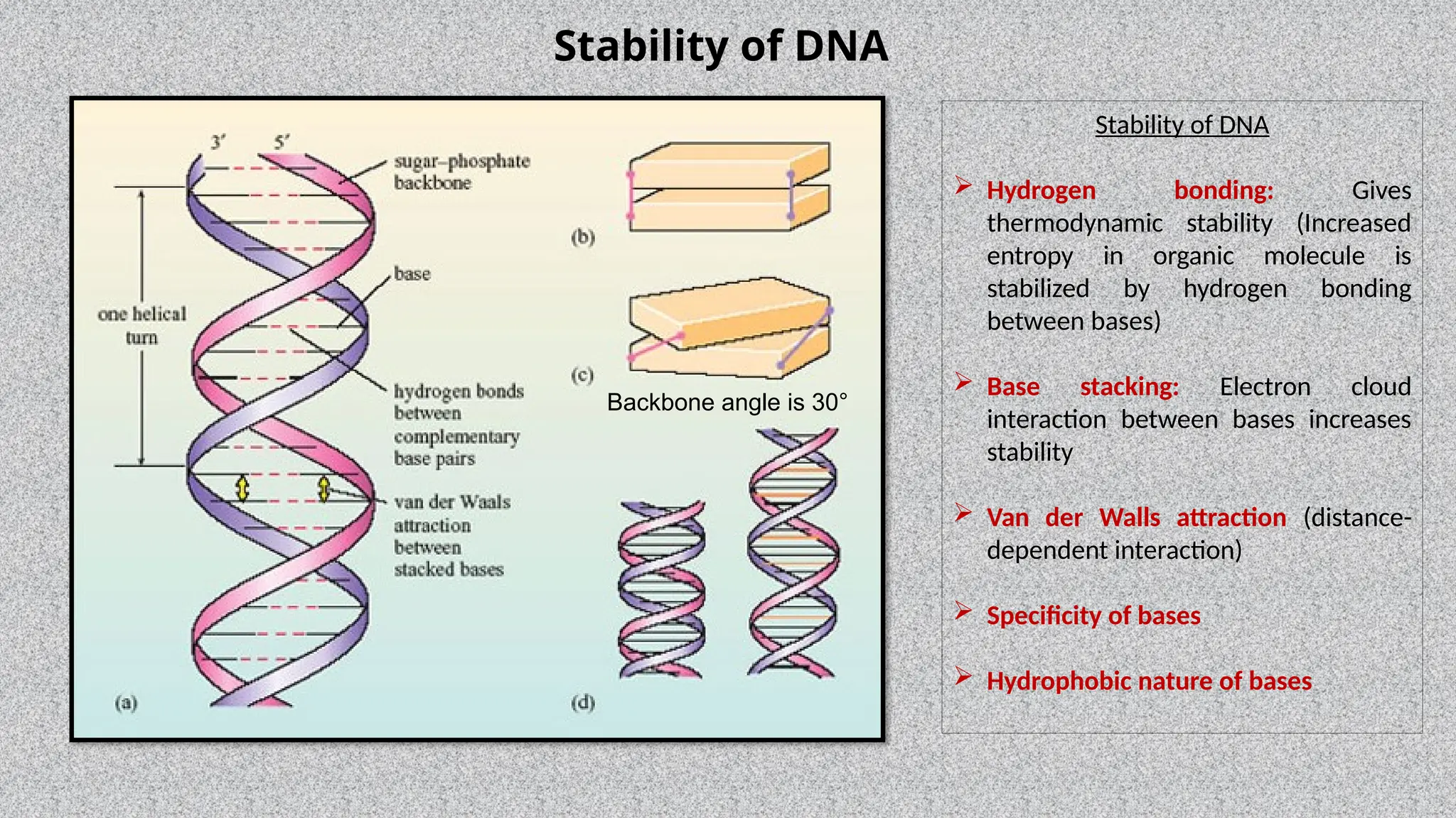 Structure of DNA , it's general characteristics, functions and topology ...