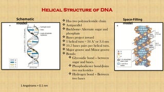 Structure of DNA , it's general characteristics, functions and topology ...