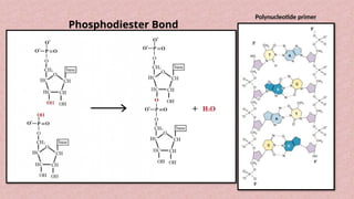 Structure of DNA , it's general characteristics, functions and topology ...
