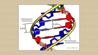 Structure of DNA , it's general characteristics, functions and topology ...