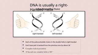 Structure of DNA , it's general characteristics, functions and topology ...