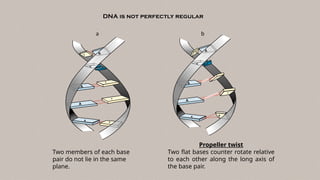 Structure of DNA , it's general characteristics, functions and topology ...