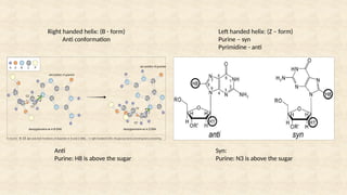 Structure of DNA , it's general characteristics, functions and topology ...