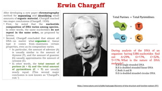 Structure of DNA , it's general characteristics, functions and topology ...