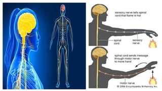 class 4 feeling around with eyes shut.pptx