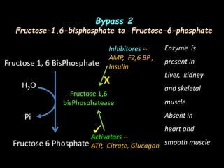 Class 4 gluconeogenesis | PPTX