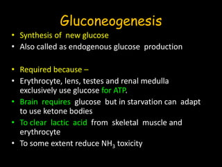 Gluconeogenesis Animation