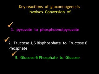 Gluconeogenesis Animation