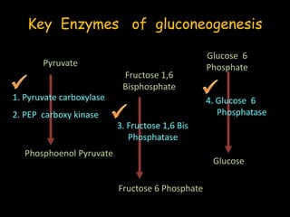 Gluconeogenesis Animation