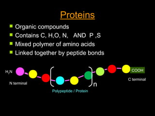 Class 4 protein clssification nutrition chemical | PPT