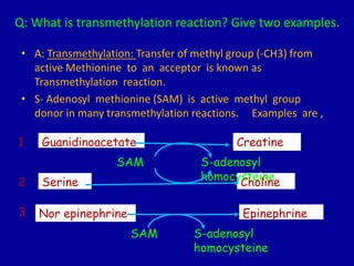 Class 4 reactions of amino acid metabolism | PPTX