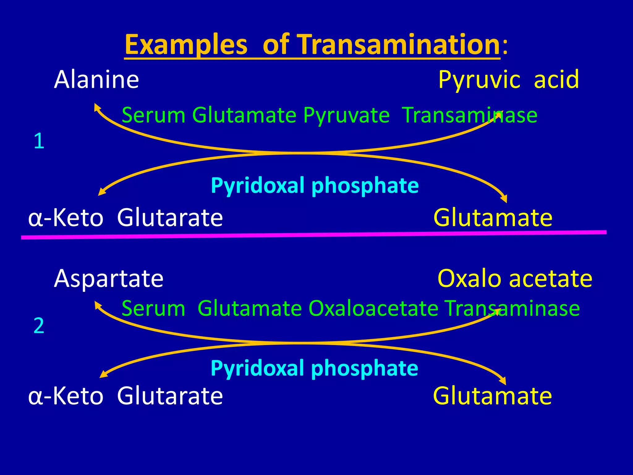 General Reactions involved in amino acid metabolism | PPTX