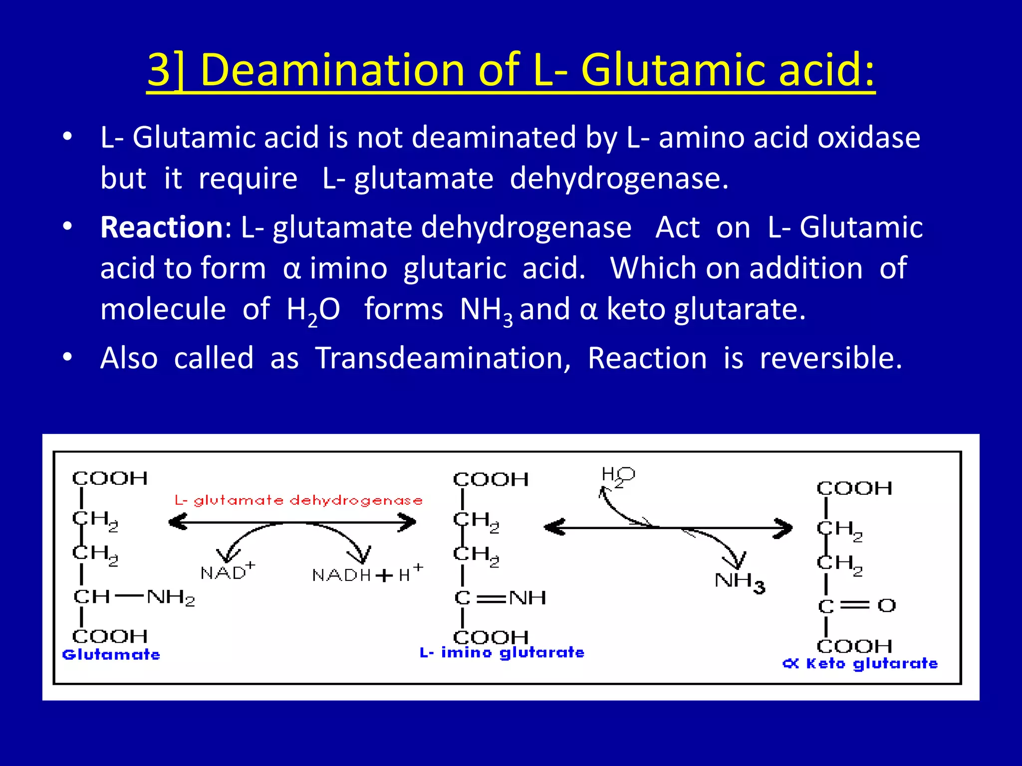 General Reactions Involved In Amino Acid Metabolism Ppt