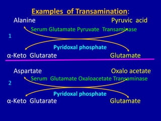 General Reactions involved in amino acid metabolism | PPTX