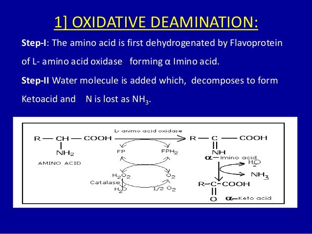 General Reactions Involved In Amino Acid Metabolism