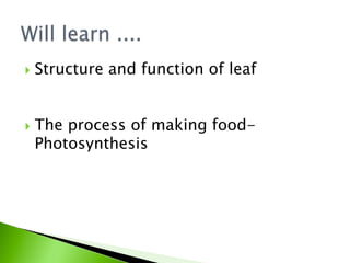 Green plants- the food producers | PDF