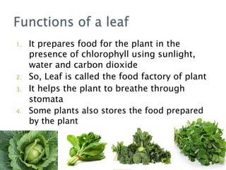 Green plants- the food producers | PDF