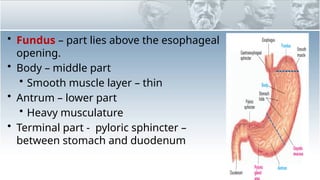 class 5 - physiology of stomach and glands.pptx
