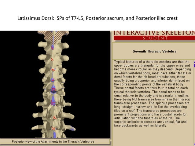 Class 5 Ap1 Muscles | PPT