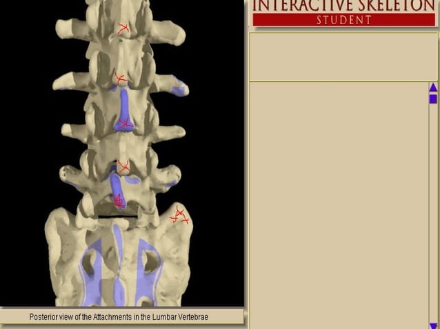 Class 5 Ap1 Muscles | PPT