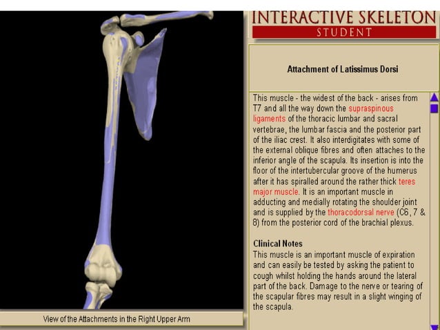 Class 5 Ap1 Muscles | PPT