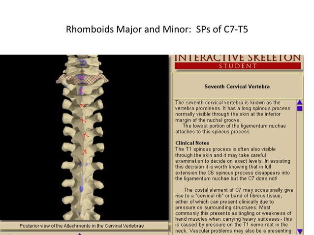 Class 5 Ap1 Muscles | PPT
