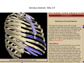 Class 5 Ap1 Muscles | PPT