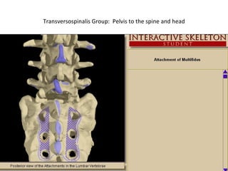 Class 5 Ap1 Muscles | PPT
