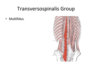 Class 5 Ap1 Muscles | PPT