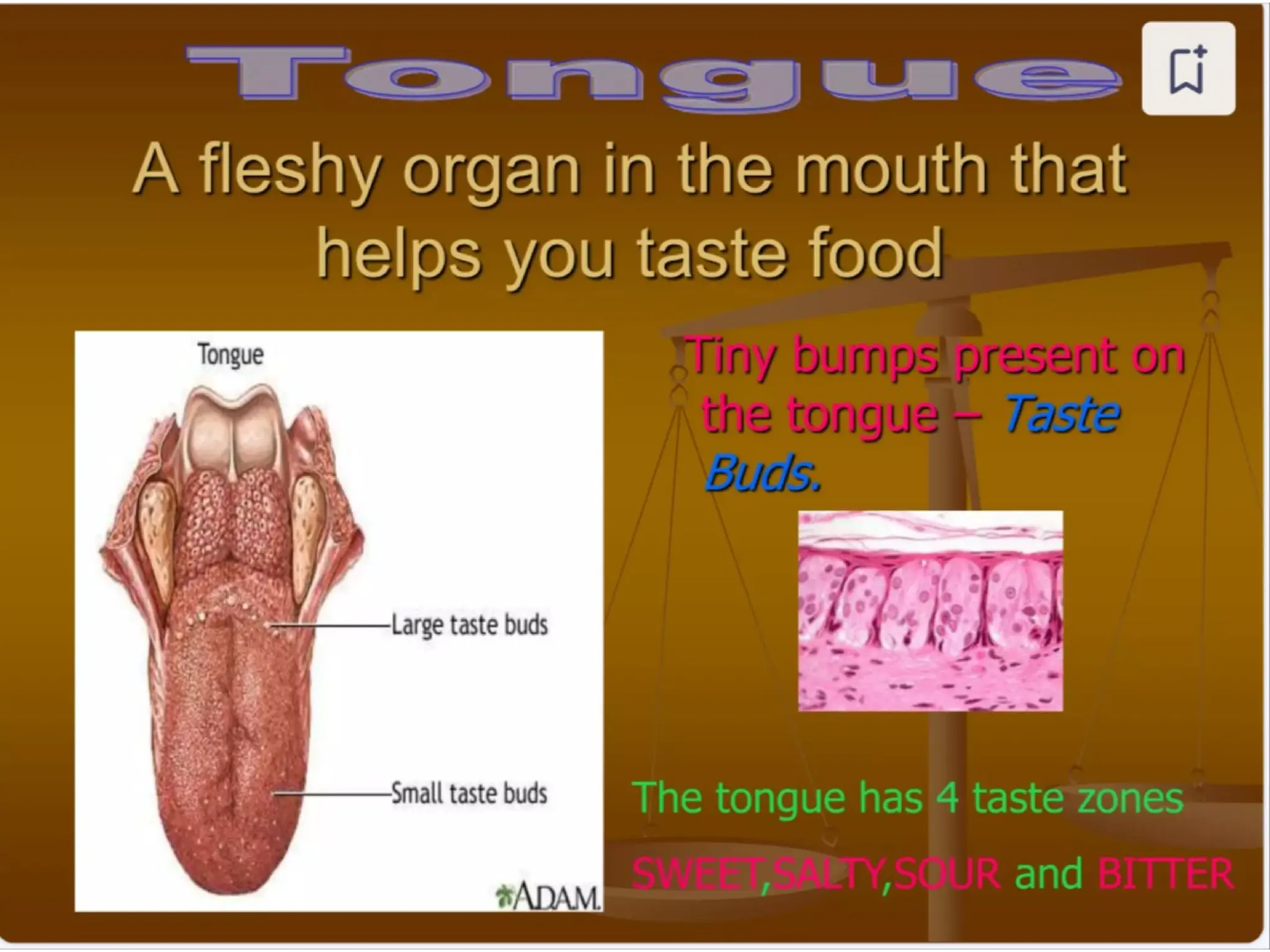 class 5 evs from tasting to Digesting.pptx