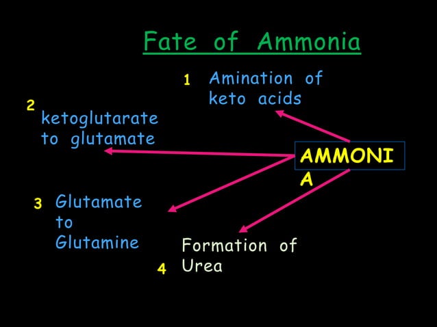 Formation and fate of ammonia | PPTX | Chemistry | Science