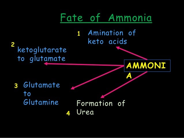 Formation and fate of ammonia