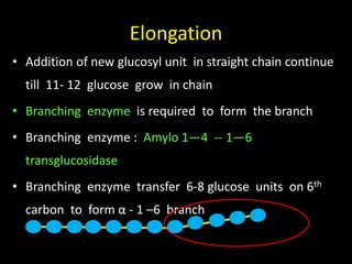 Class 5 glycogen metabolism | PPTX
