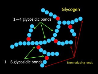 Class 5 glycogen metabolism | PPTX