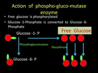 Class 5 glycogen metabolism | PPT