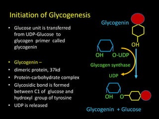 Class 5 glycogen metabolism | PPTX