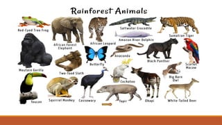 CLASS 5 Life in the different climatic zones.pptx