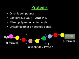 Class 5 protein functional classification | PPTX | Chemistry | Science