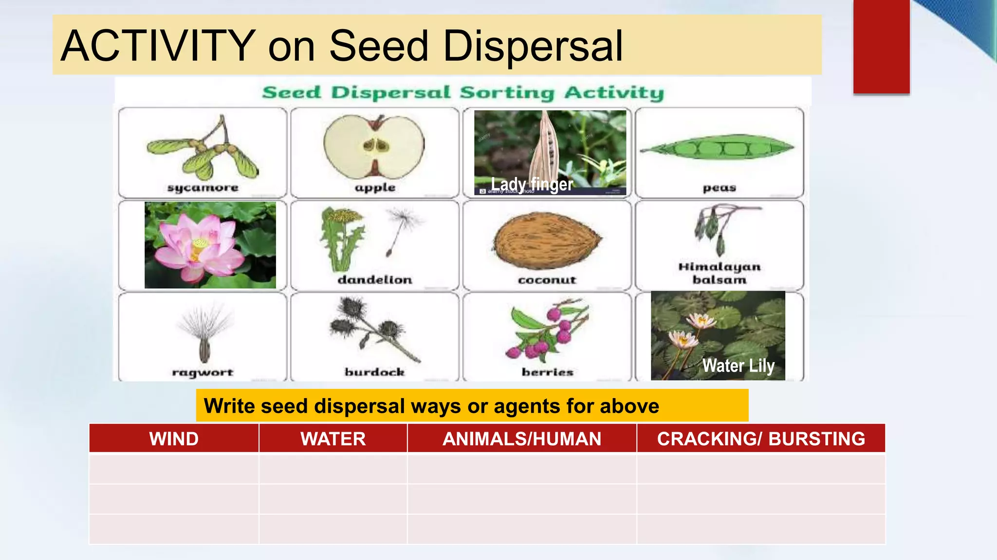 DAV Class 5 Plants | PPTX