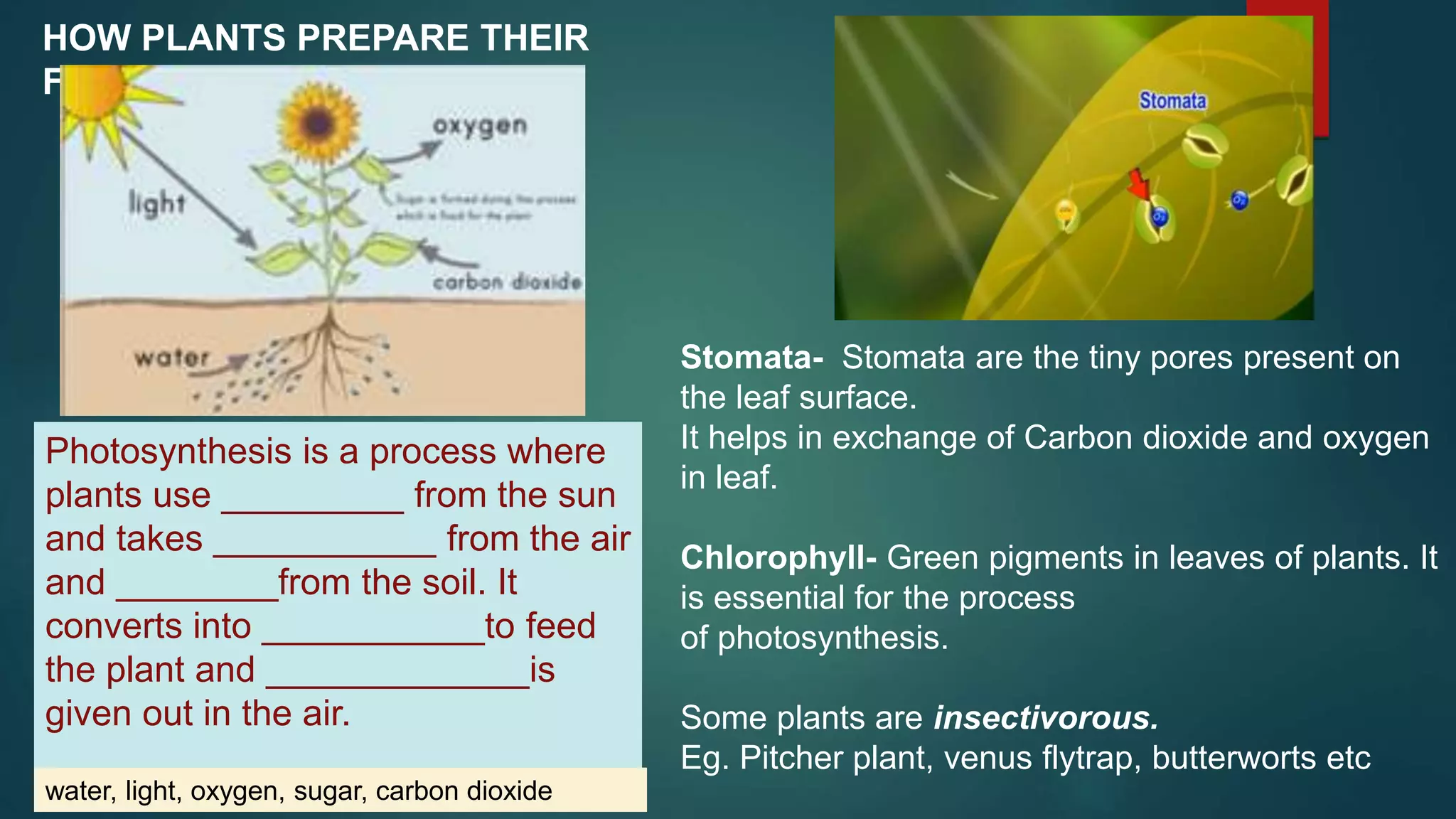 DAV Class 5 Plants | PPTX